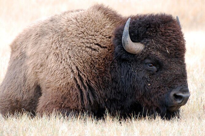 Sept 26 Only - 2025 Custer State Park Buffalo Roundup - Public - Return and Reflection