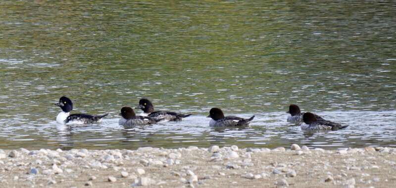 September 2025 British Columbia Rocky Mountain Birding Tour - Key Points