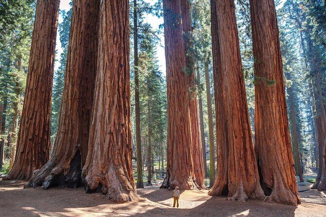 Sequoia National Park Adventure from Tulare - Discovering the Heart of Sequoia National Park: A Guided Private Tour