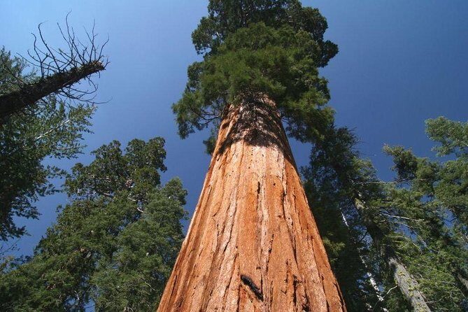 Sequoia National Park Adventure from Tulare - A Step-by-Step Breakdown of the Itinerary