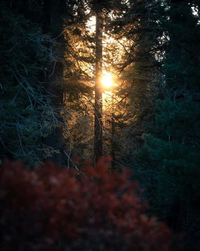 Sequoia National Park: Giant Forest Hike with Naturalist - Key Points