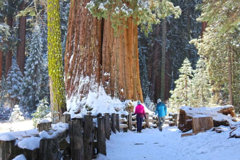 Sequoia National Park: Giant Forest Hike with Naturalist - Who Should Consider This Tour?