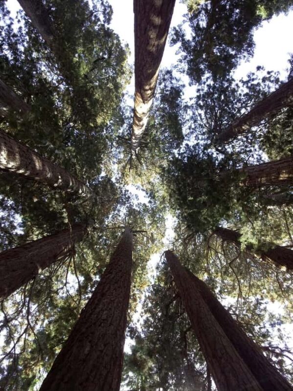 Sequoia National Park: Giant Forest Private Tour - Key Points