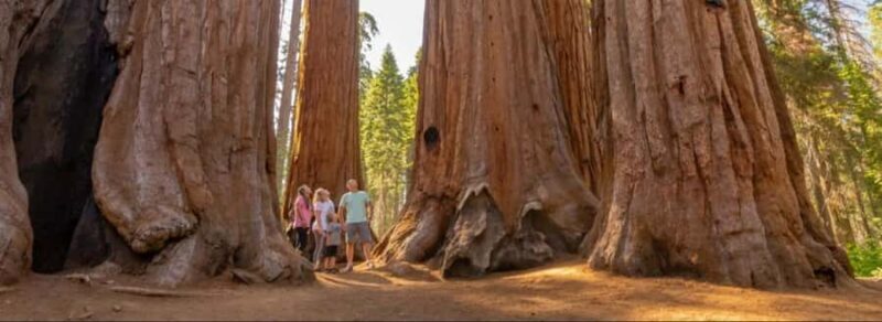 Sequoia National Park: Giant Forest Private Tour - What Makes This Tour Stand Out