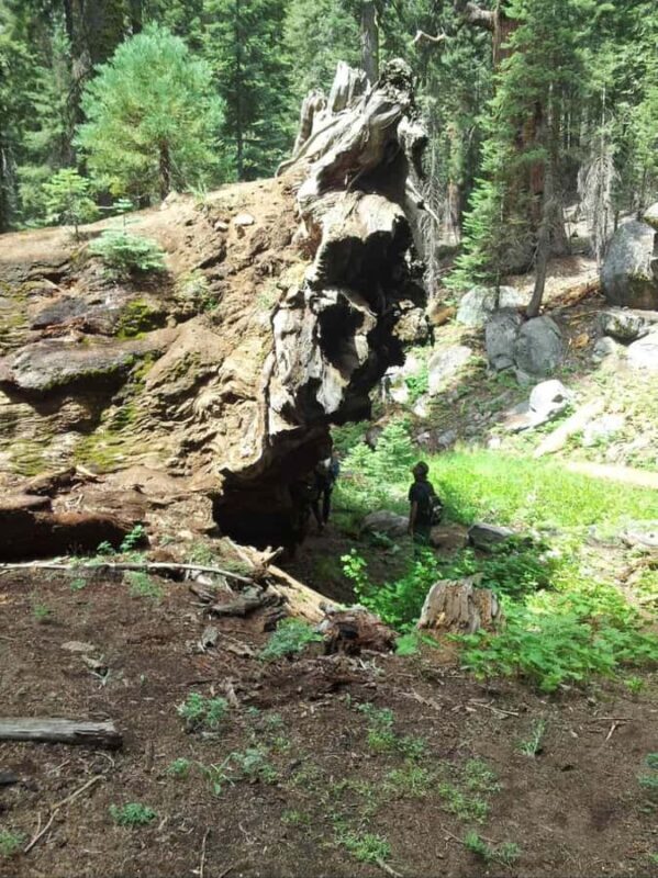 Sequoia National Park: Giant Forest Private Tour - The Value of a Private, Custom Experience