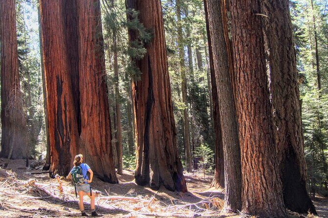 Sequoia National Park Private Tour - Who Should Consider This Tour?