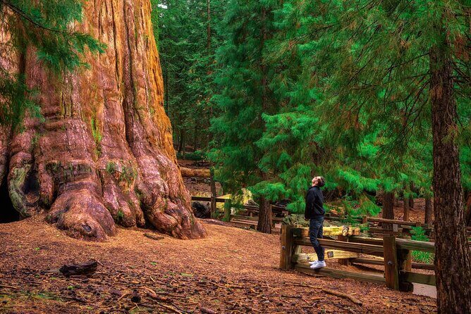 Sequoia National Park Self-Guided Audio Tour - What This Tour Means for You: The Practical Perspective
