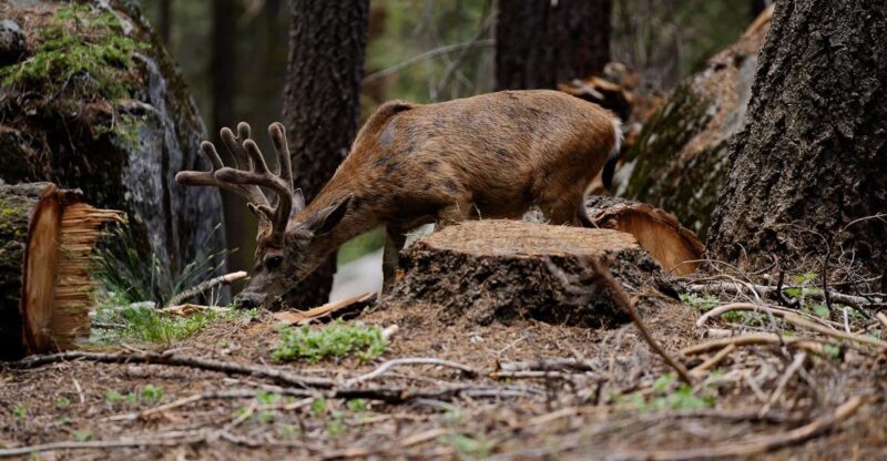 Sequoia National Park: Sherman Tree & Congress Trail Walk - FAQ