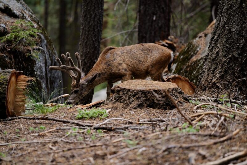 Sequoia National Park: Sherman Tree & Congress Trail Walk - The Sum Up
