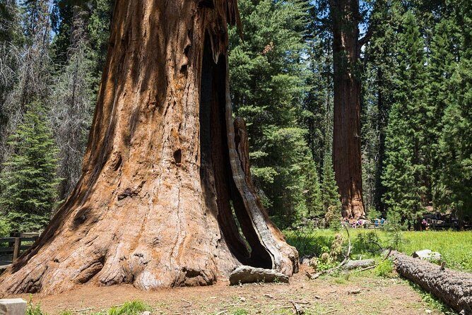 Sequoia Park Private Tour - An Honest Look at the Sequoia Park Private Tour