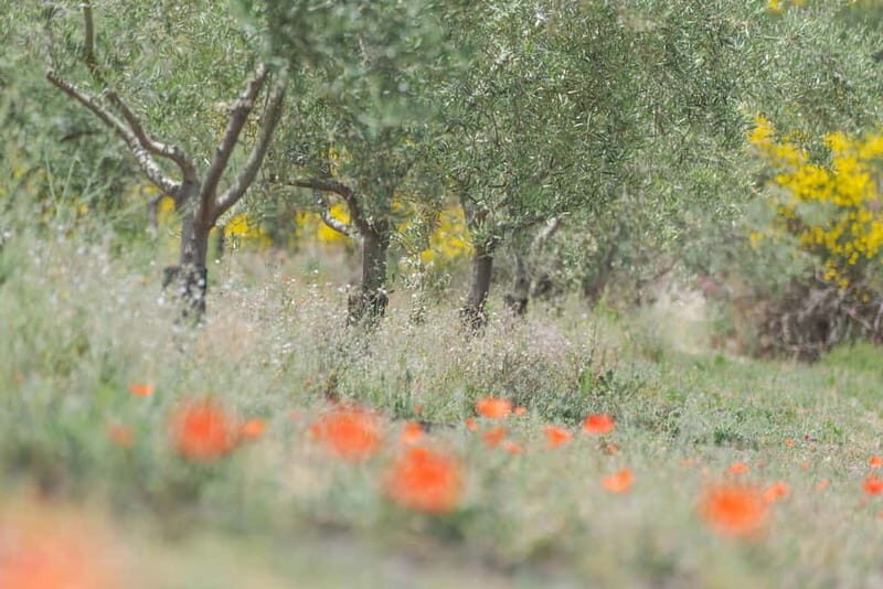 Serafica Top Experience: Wine & Olive Oil Tasting - Key Points