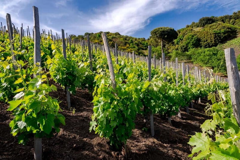 Serafica Top Experience: Wine & Olive Oil Tasting - The Breakdown: What Makes It Stand Out?