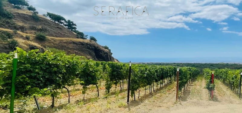 Serafica Top Experience: Wine & Olive Oil Tasting - Who Should Consider This Tour?