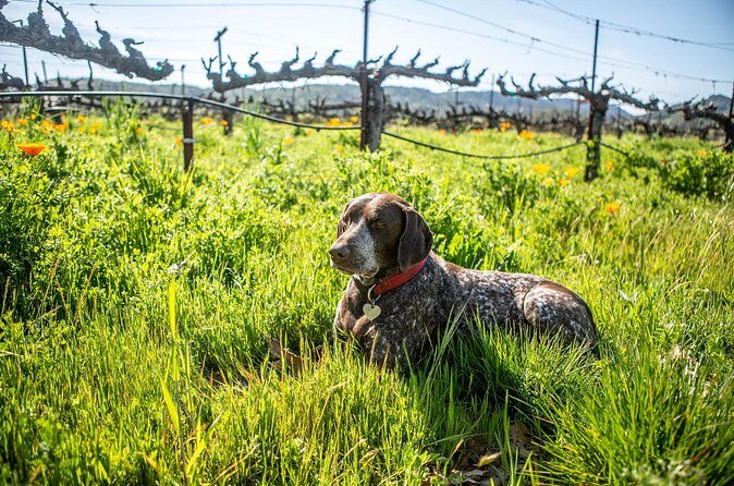 Serene and Romantic Wine Tasting Next to the Vines in Napa Valley - Group Size and Duration