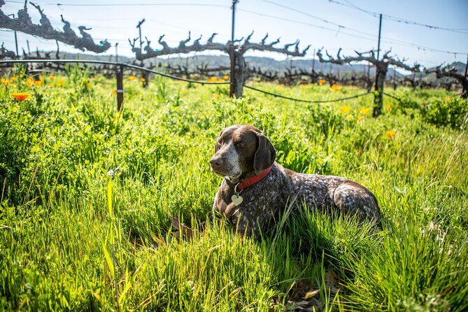 Serene and Romantic Wine Tasting Next to the Vines in Napa Valley - Price and Value