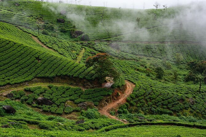 Serene Munnar Retreat: Private Tour from Kochi to the Munnar Hill - Transportation and Timing: Why It Matters