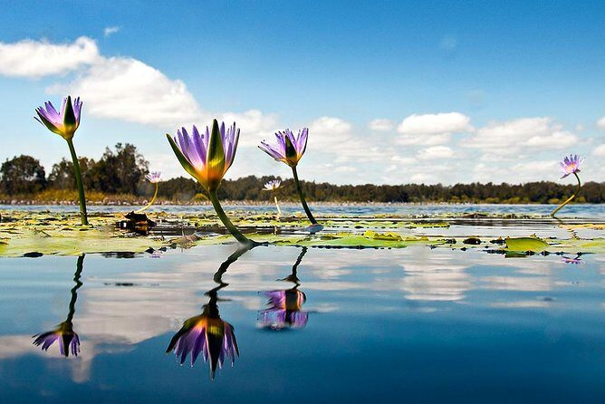 Serenity Cruise to Australia's Everglades - The Value of the Experience