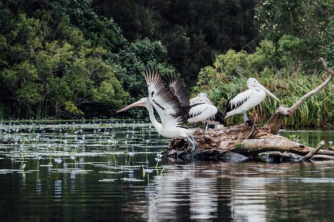 Serenity Cruise to Australia's Everglades - Practical Tips for Your Trip