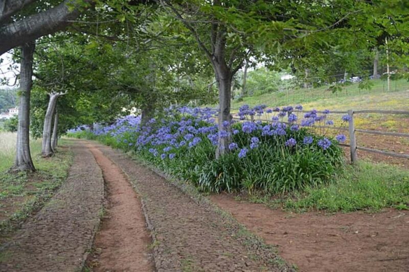Serra dÁgua: A Scenic Levada Walk - Frequently Asked Questions