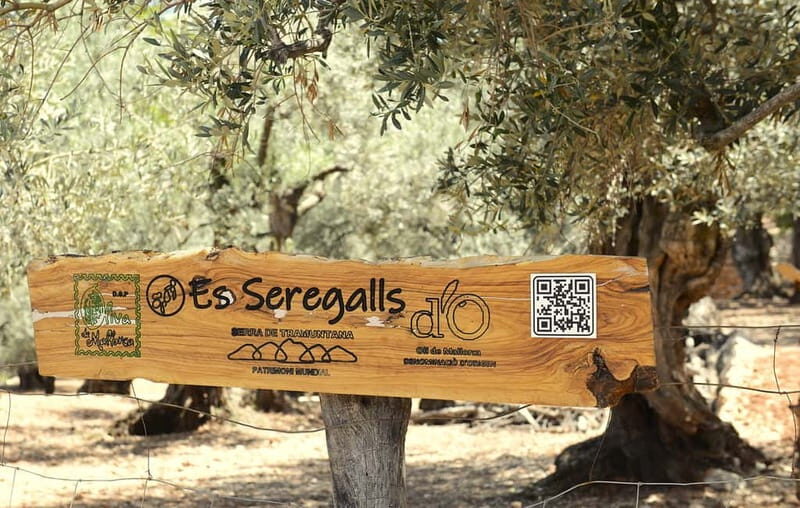 Serra de Tramuntana, Fornalutx: The olive tree: culture, cultivation, tasting. - A Closer Look at the Experience