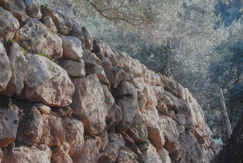 Serra de Tramuntana, Fornalutx: The olive tree: culture, cultivation, tasting. - Who Should Consider This Tour?