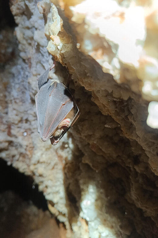Serra dos Candeeiros: Alcobertas' Cave and the Natural Park - The Itinerary: The Details Matter