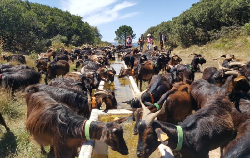 Serra dos Candeeiros : Shepherd for a morning - Key Points
