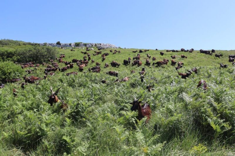 Serra dos Candeeiros : Shepherd for a morning - Conclusions: A Simple, Authentic Gem