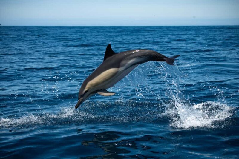 Sesimbra: Arrábida Dolphin and Whale Watching with Biologist - Key Points