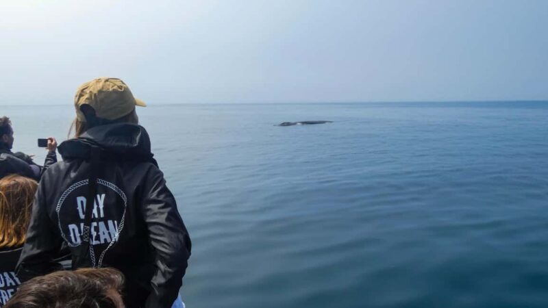 Sesimbra: Arrábida Dolphin and Whale Watching with Biologist - An In-Depth Look at the Arrábida Dolphin and Whale Watching Experience