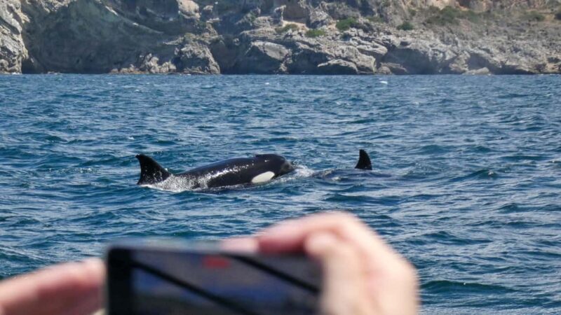 Sesimbra: Arrábida Dolphin and Whale Watching with Biologist - Practical Tips for Your Trip