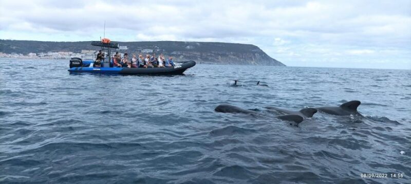 Sesimbra: Arrábida Dolphin Watching Boat Tour with Biologist - Key Points