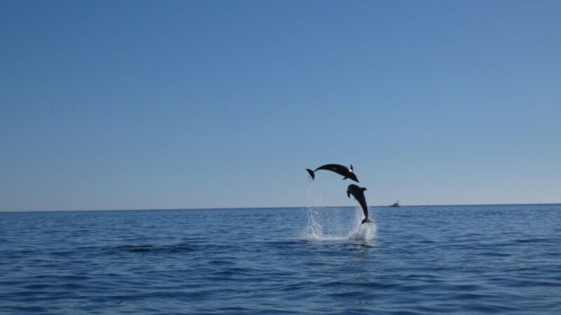 Sesimbra: Arrábida Dolphin Watching Boat Tour with Biologist - FAQ