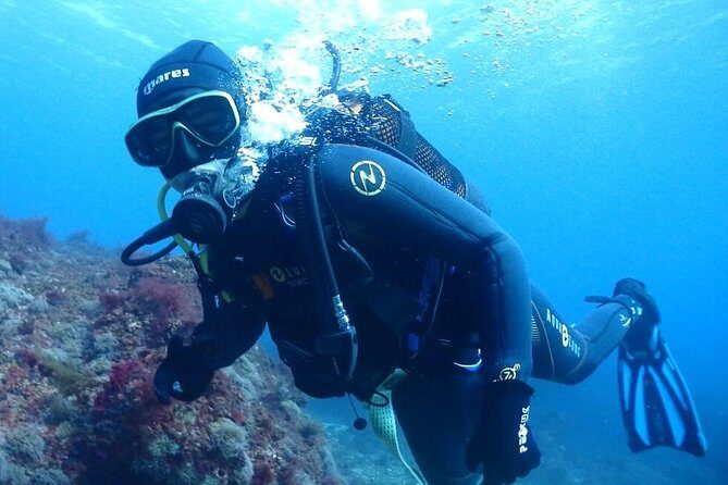 Sesimbra Dive Discovery - What Makes Sesimbra’s Dive Spot Special?