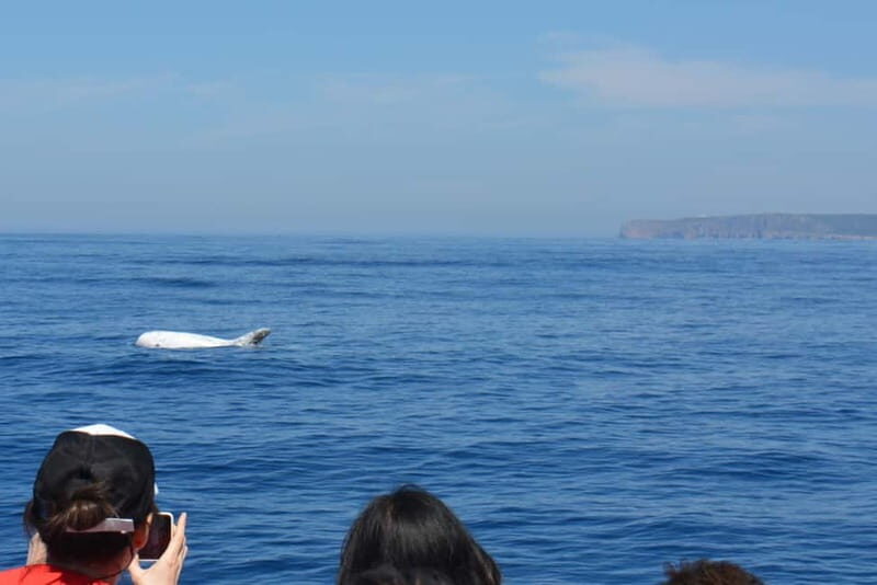 Sesimbra: Dolphin and Whales Watching with Biologist Guide - Final Thoughts: Is This Tour Right for You?