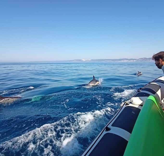 Sesimbra: Dolphin and Whales Watching with Biologist Guide - Final Summary
