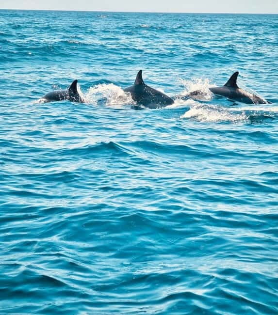 Sesimbra: Dolphin Watching Boat Trip - What to Expect from This Dolphin Watching Tour