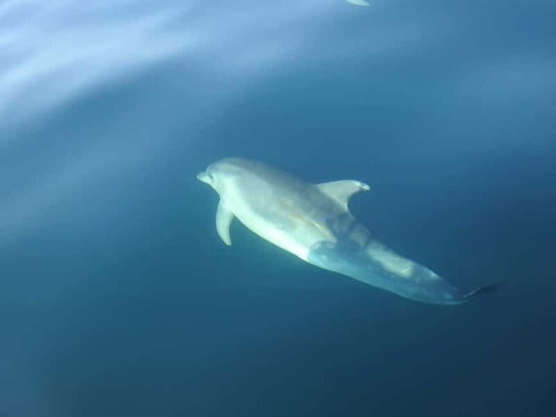 Sesimbra: Dolphin Watching Boat Trip - Who Will Enjoy This Trip Most?