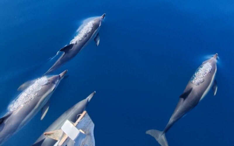 Sesimbra: Dolphin Watching with a marine biologist - Introduction