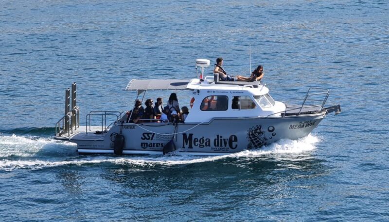 Sesimbra: Dolphin Watching with a marine biologist - Itinerary and Highlights