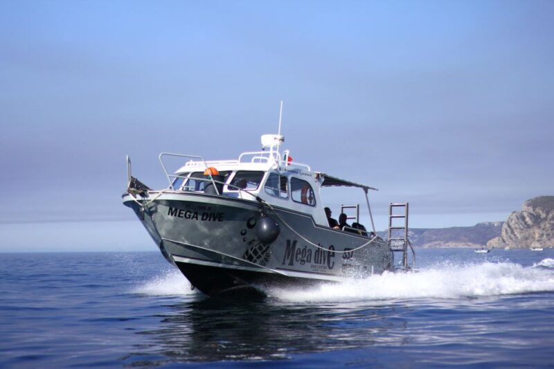 Sesimbra: Dolphin Watching with a marine biologist - FAQs