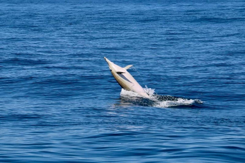 Sesimbra: Dolphin watching with marine biologist - Key Points