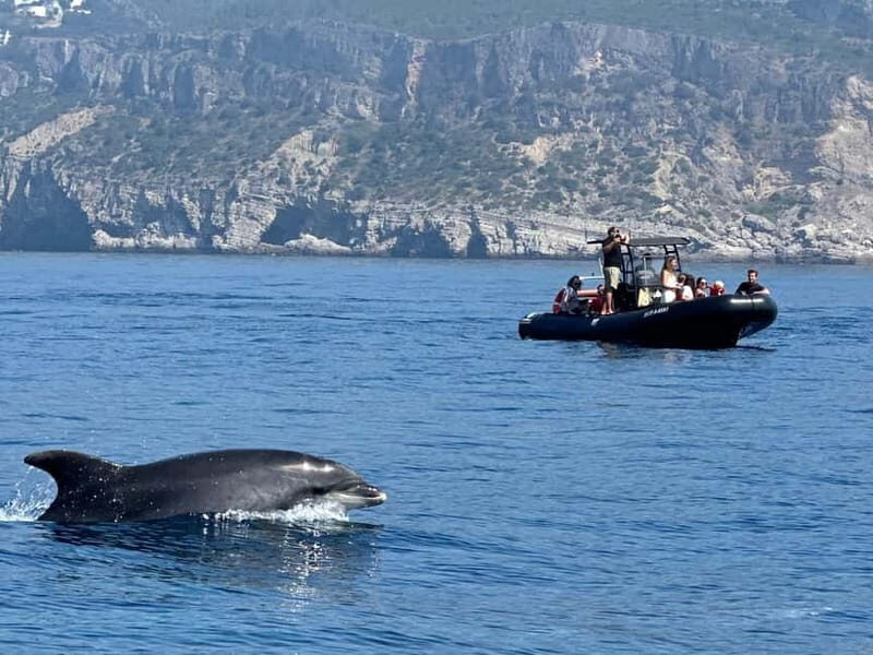 Sesimbra: Dolphin watching with marine biologist - Why This Dolphin Watching Tour in Sesimbra Is Worth Considering