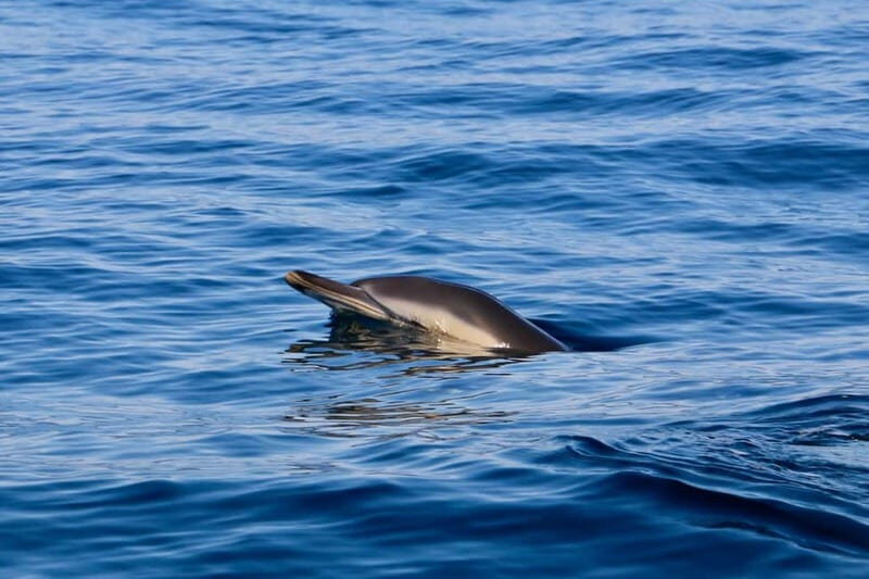 Sesimbra: Dolphin watching with marine biologist - The Itinerary in Detail