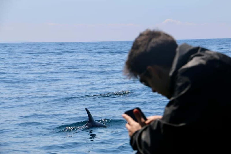 Sesimbra: Dolphin watching with marine biologist - Authentic Feedback from Travelers