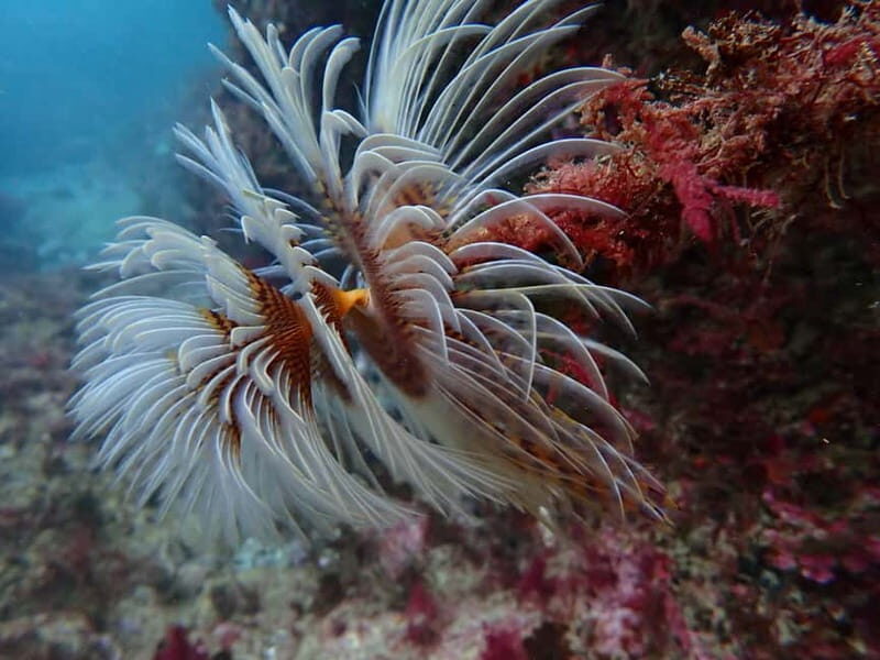 Sesimbra: Scuba Diving Experience with photos included - Key Points