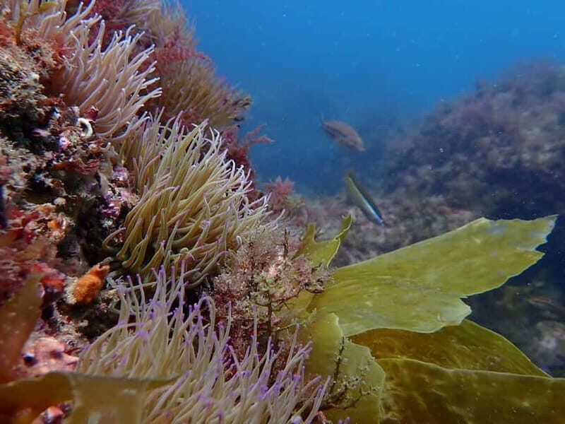 Sesimbra: Scuba Diving Experience with photos included - Visuals and Atmosphere