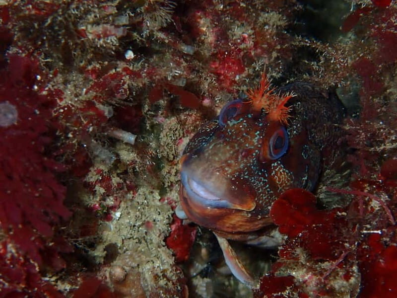 Sesimbra: Scuba Diving Experience with photos included - Price and Value