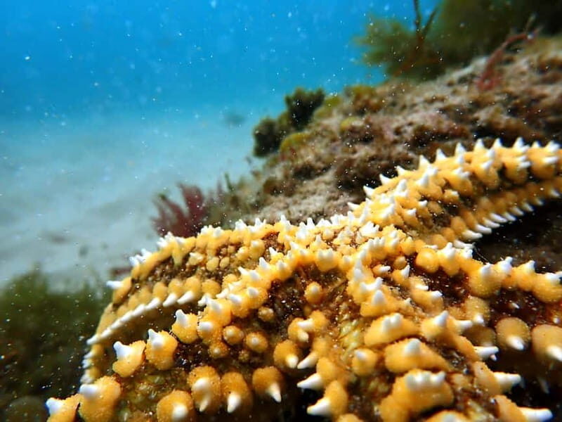 Sesimbra:Snorkeling experience in Marine Reserve with photos - What to Expect During the Tour