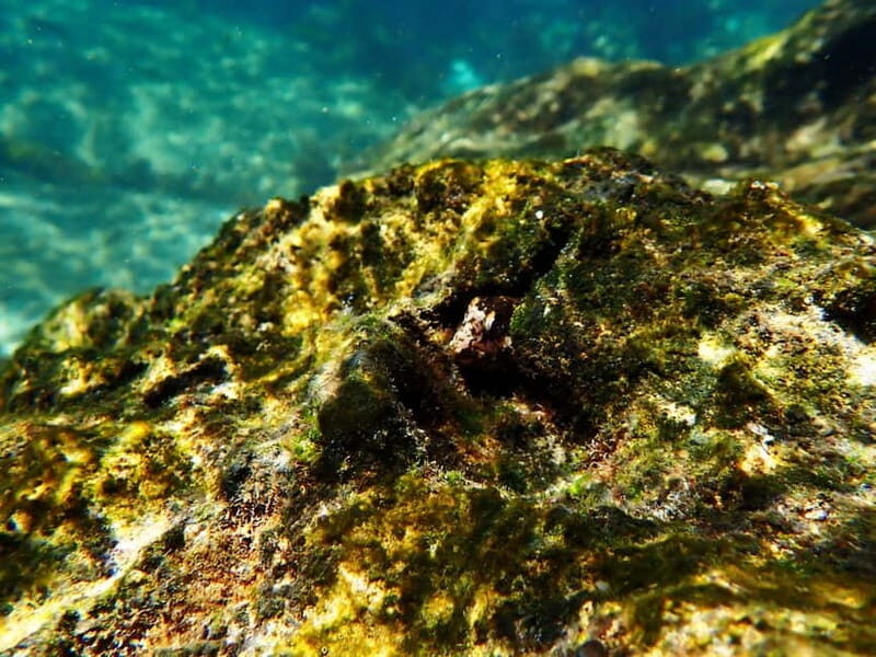 Sesimbra:Snorkeling experience in Marine Reserve with photos - Practical Details & Value